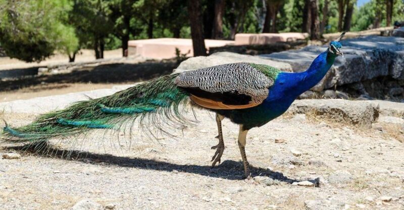 Rhodes: Filerimos Hill and Butterfly Valley Bus Trip - Frequently Asked Questions