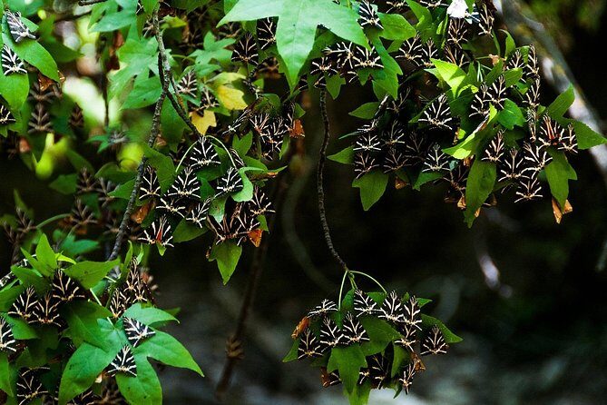 Rhodes Private Tours - FAQ