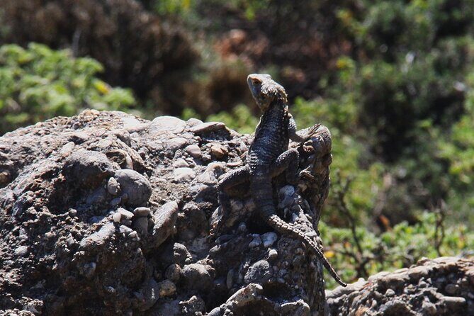 Rhodes Self drive 4x4 Safari Adventure - South pick ups - The Sum Up: Who Should Book This Tour?