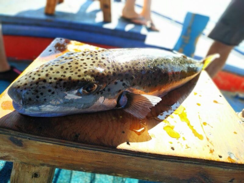 Rhodes Town: Fishing Boat Trip with Fish Meal and Swim Stops - An Up-C Close Look at the Itinerary