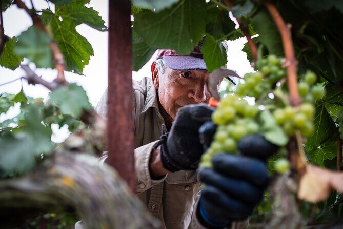 Rhodes Wine & Food Tour: 10 Meal Course Lunch, Wine Tasting, Cooking Class - Introduction