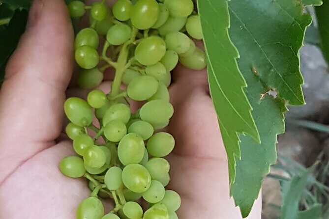 Rhodes Wine & Food Tour: 10 Meal Course Lunch, Wine Tasting, Cooking Class - A Closer Look at the Rhodes Wine & Food Tour