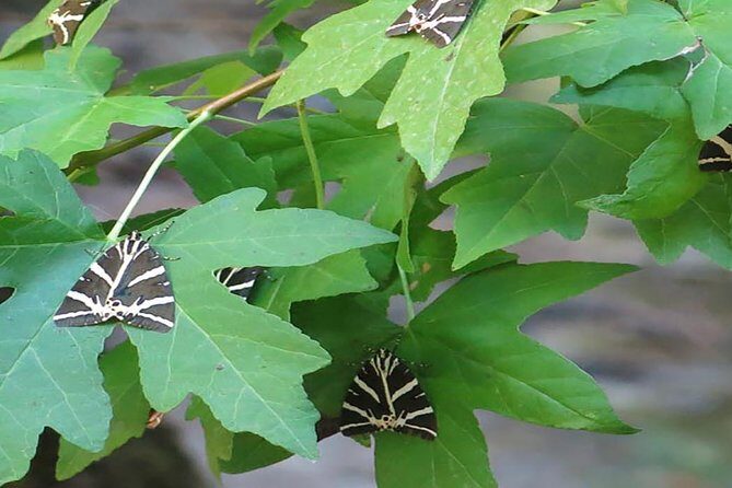 RHODES WINE TOUR - Private Half Day tour - 4 pax - The Sum Up: Is the Rhodes Wine Tour Worth It?