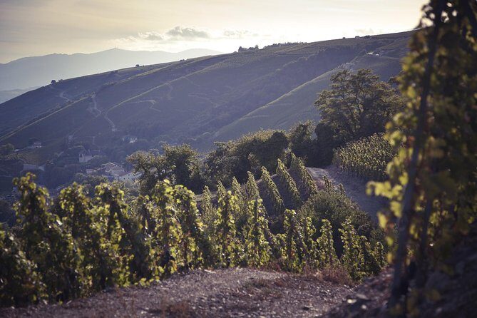 Rhône Valley Wine Tasting Private Day Tour from Lyon - Key Points  