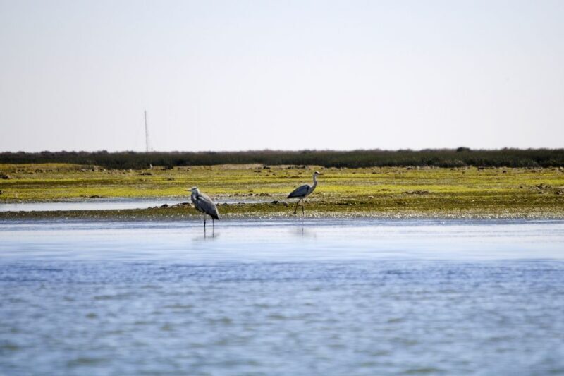 Ria Formosa National Park: Kayak Trip - Frequently Asked Questions