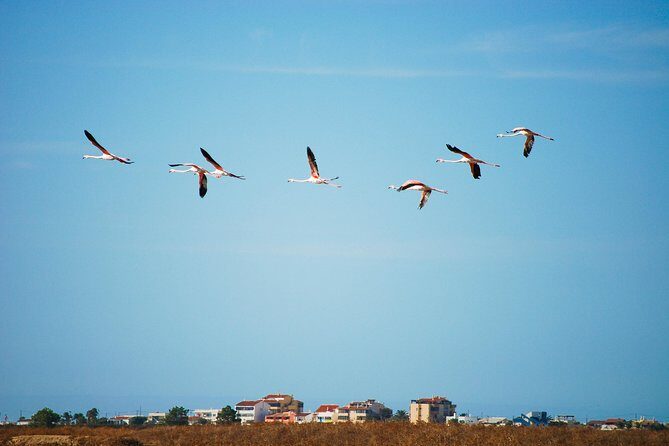 Ria Formosa Natural Park Birdwatching Segway Tour from Faro - The Birdwatching Experience