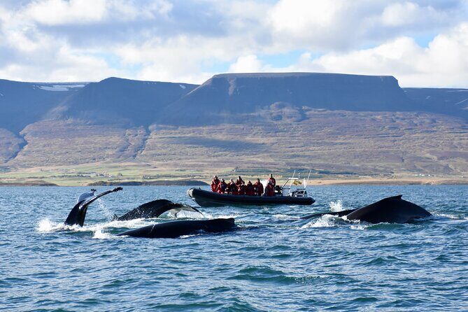 RIB boat express: Whales, Eyjafjord and Akureyri - Introducing the RIB Boat Express: Whales, Eyjafjord, and Akureyri