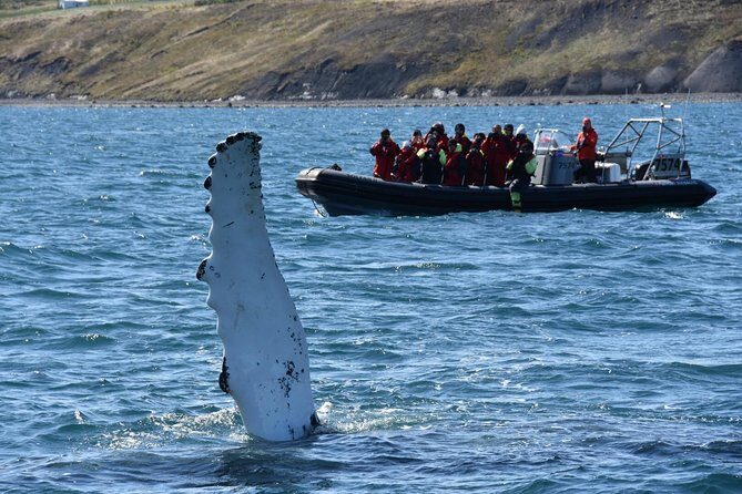 RIB boat express: Whales, Eyjafjord and Akureyri - Key Points  