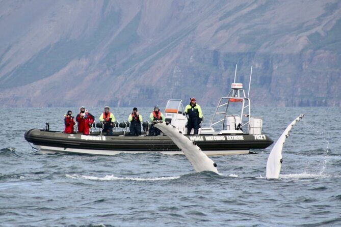 RIB boat express: Whales, Eyjafjord and Akureyri - Price and Value