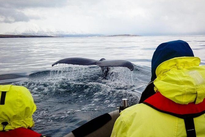 RIB boat express: Whales, Eyjafjord and Akureyri - The Sum Up
