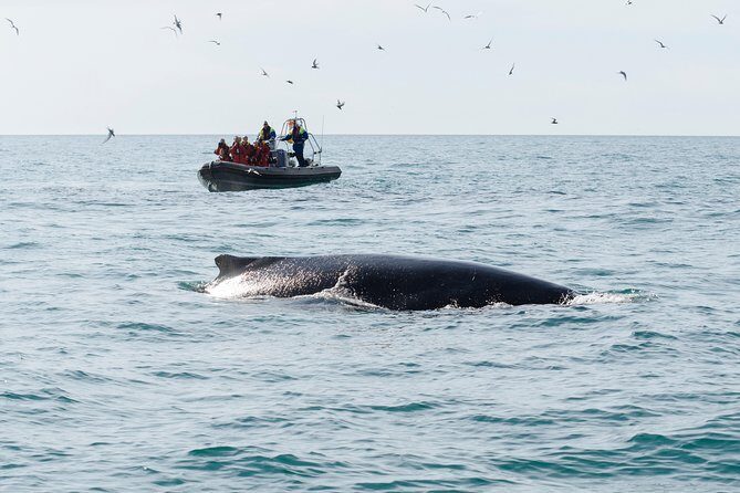 RIB boat express: Whales, Eyjafjord and Akureyri - FAQ