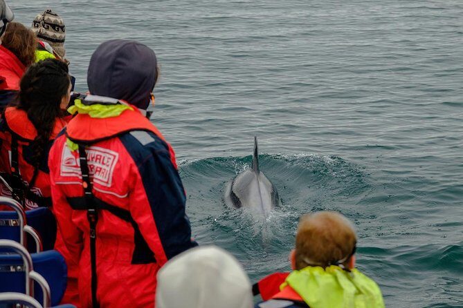 RIB Whale Watching Small-Group Boat Tour from Reykjavik - What Travelers Say About the Experience