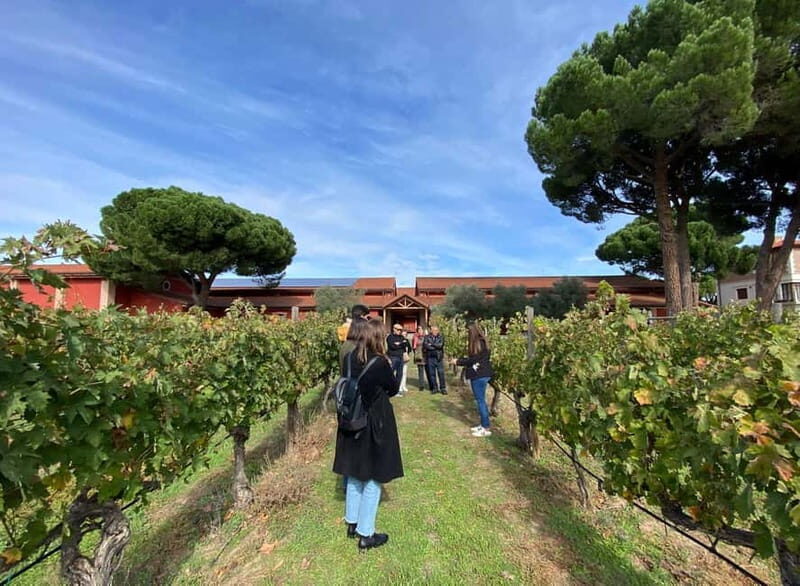 Ribera del Duero Tour From Madrid: 2 Wineries with Transport - Key Points