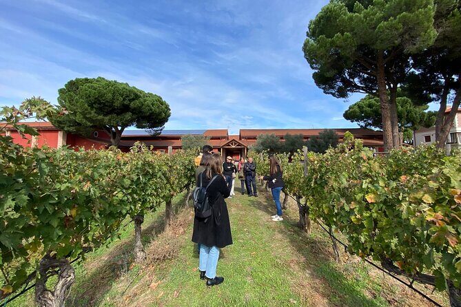 Ribera del Duero Tour: Three Wineries and Lunch from Madrid - Key Points