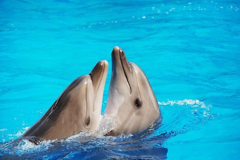 Riccione: Oltremare Park Entrance Ticket - Exploring Oltremare Park in Depth