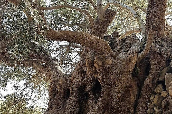 Richtis Waterfall, History, Azoria, OliveTasting, NorthCoast - Who Should Book This Tour?