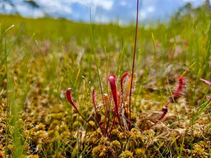 Riga: Best of Kemeri National Park In One Day - The Sandy Beaches of the Gulf of Riga