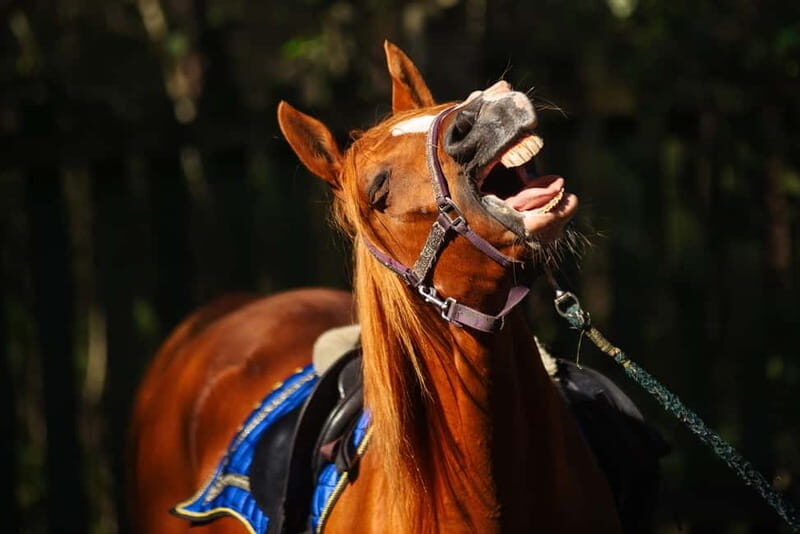 Riga Horse Riding tour along the Beach - What’s Included & What’s Not