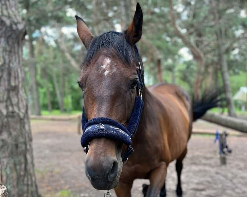 Riga Horse Riding tour along the Beach - Who Should Consider This Tour?