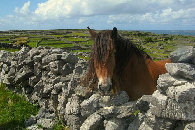 Ring of Kerry & Killarney tour departing from Cork City. Guided. Full Day. - Starting Point and Duration