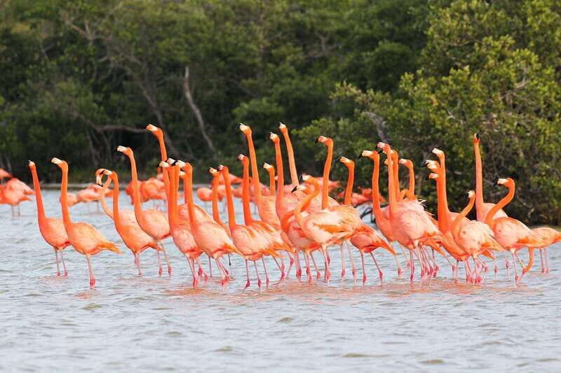 Rio Lagartos and Las Coloradas: EcoSafari Flamingo classic - In-Depth Look at Each Stop