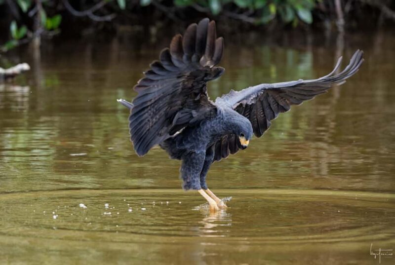 Rio Lagartos and Las Coloradas: EcoSafari Flamingo Luxury - The Details That Make This Tour Special