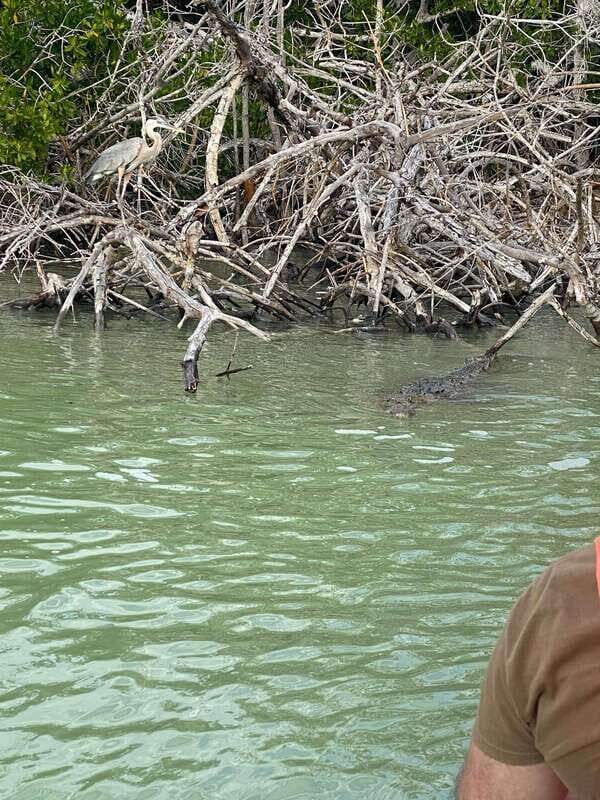 Río Lagartos and Las Coloradas: Natural Experience - FAQs