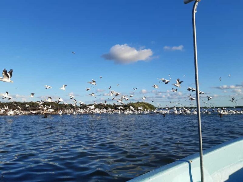 Rio Lagartos and San Felipe: Cerritos Island, adventure tour and Mayan culture. - Who Will Love This Tour?  