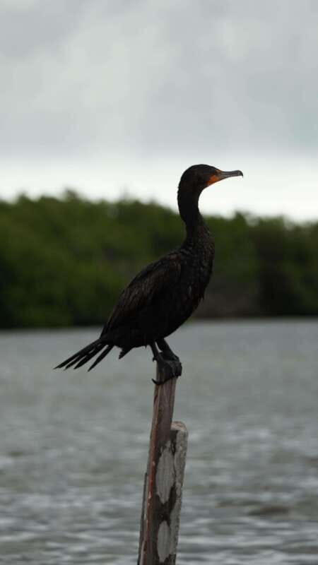 Rio Lagartos and San Felipe: Isla Cerritos, Cenote Kambulnah and Pesca. - Exploring the Details of the Tour