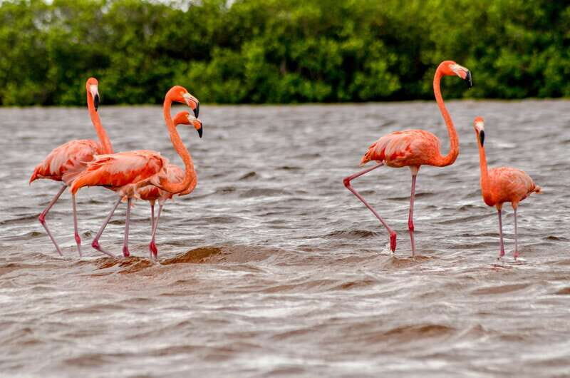Rio Lagartos: Boat Tour through the Nature Reserve - An In-Depth Look at the Rio Lagartos Boat Tour