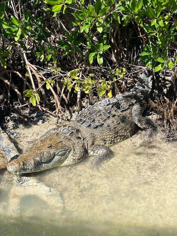 Rio Lagartos Expedition: boat journey through the mangrove - An In-Depth Look at the Río Lagartos Boat Expedition