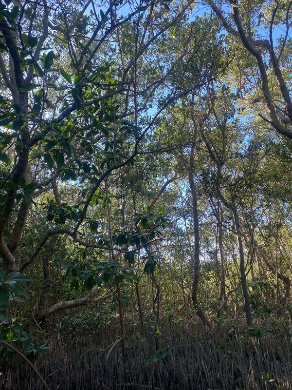 Rio Lagartos Expedition: boat journey through the mangrove - The Value of All-Inclusive Access and Expert Guides