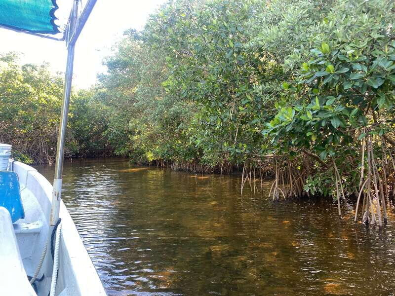 Rio Lagartos Expedition: boat journey through the mangrove - Who Will Love This Tour?