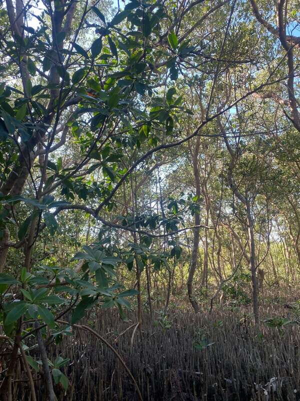 Rio Lagartos Expedition: boat journey through the mangrove - FAQ