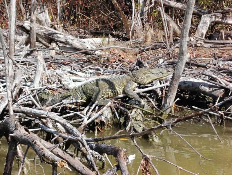 Rio Lagartos: Tour and Gastronomy - Practical Details and What to Expect