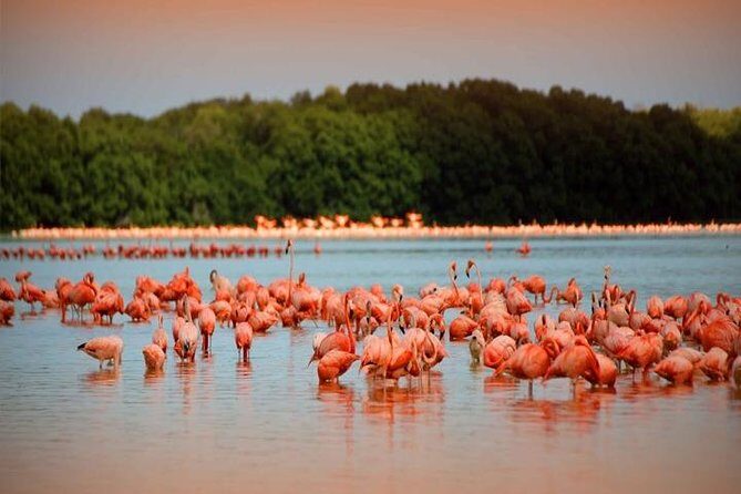 Río Lagartos y Las Coloradas Private Tour from Merida - Río Lagartos y Las Coloradas Private Tour from Merida: An In-Depth Review