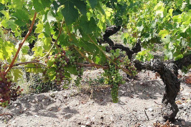 Rioja Uncorked: Private Wine Experience from San Sebastián - An Honest Look at the Rioja Uncorked Tour