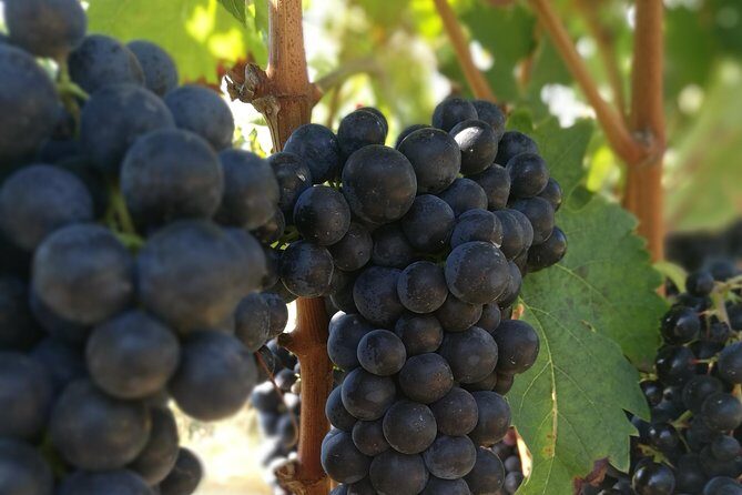 Rioja Wine Private Tour from San Sebastian - FAQ