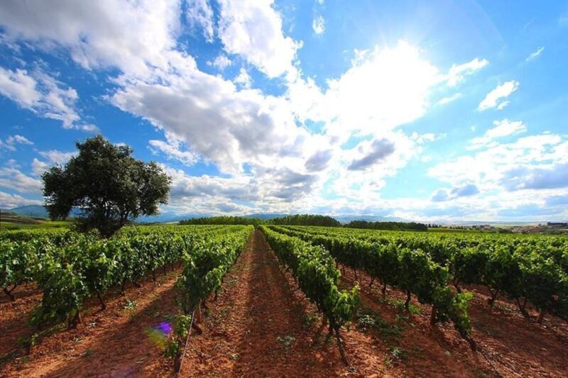 Rioja: Wine tasting and sampling at the Martínez Alesanco family winery - Rioja: Wine tasting and sampling at the Martínez Alesanco family winery