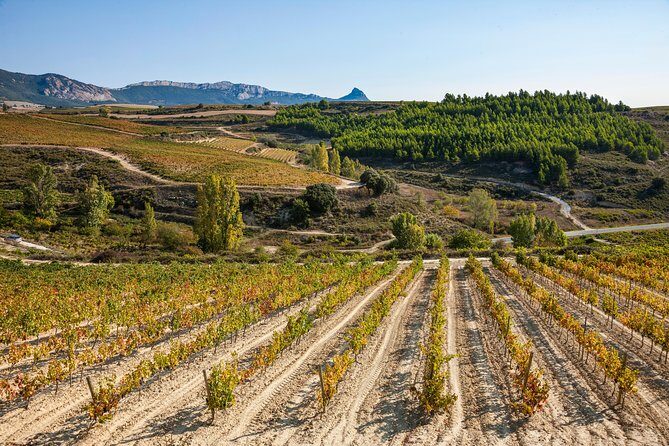 Rioja Wine Tour: 2 Wineries Visit with Tasting from San Sebastian - Key Points
