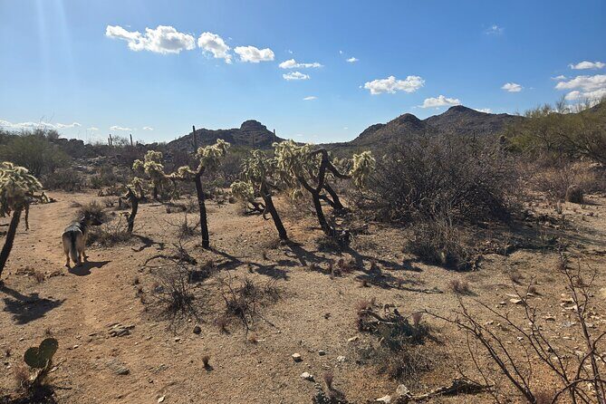 Ritz Dove Mountain and Totolita Hiking - Discovering the Sonoran Desert on a Guided Hike