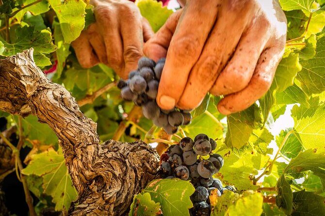 Rivaltes  Secrets of the Terroir and Tasting of Unique Wines! - Who Will Love This Experience?