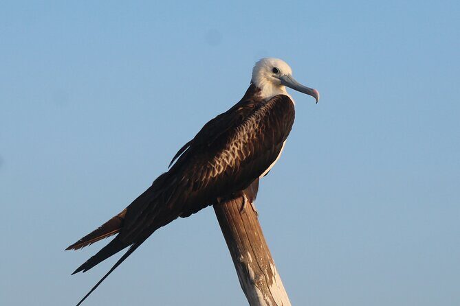 River Lizards Boat Tour for Flora and Fauna Observation - Final Thoughts: Is This Tour Right for You?