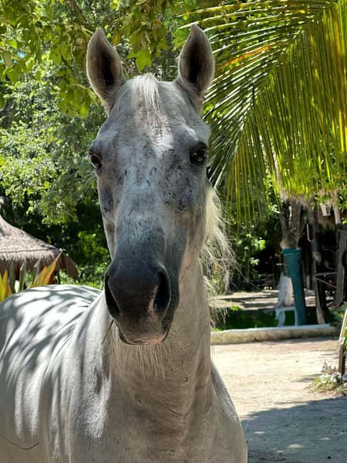 Riviera Maya: Horseback Riding at Rancho Bonanza - What You Need to Know Before Booking