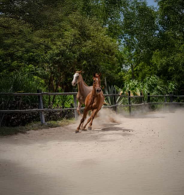 Riviera Maya: Horseback Riding at Rancho Bonanza - Authentic Reviews and Real Experiences