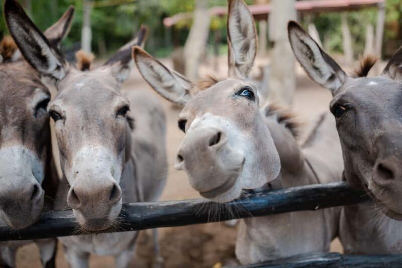 Riviera Maya: Horseback Riding at Rancho Bonanza - FAQ