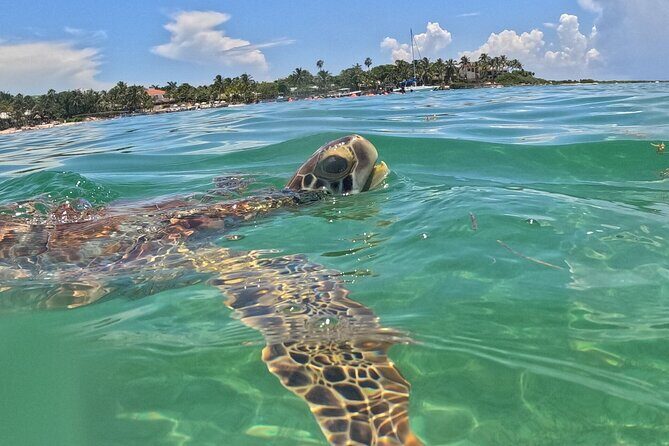 Riviera Maya Private Snorkeling Tour Adventure