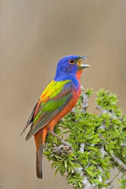 Riviera Maya: Puerto Morelos 4-Hour Bird Watching Tour - A Closer Look at the Tour Experience