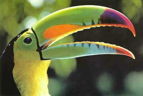 Riviera Maya: Puerto Morelos 4-Hour Bird Watching Tour - Real Perspectives from Participants