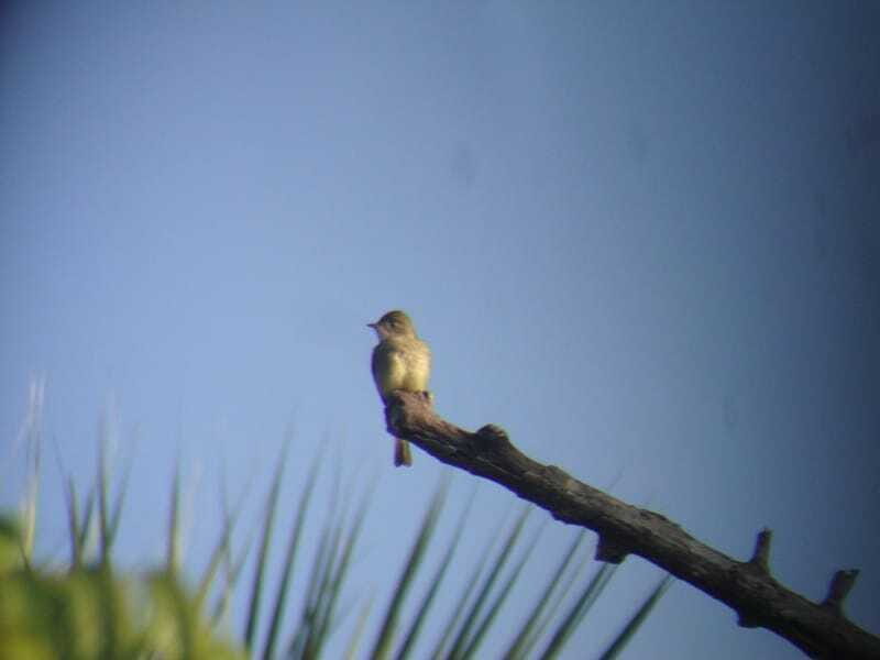 Riviera Maya: Puerto Morelos 4-Hour Bird Watching Tour - Who Should Consider This Tour?